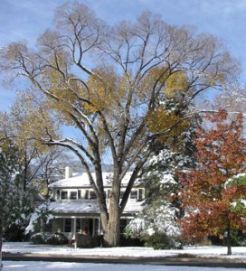 Caring for your American Elm Tree | Mountain High SavATree - Colorado ...